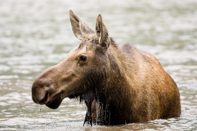 Orignaux femelles image stock. Image du fourrure, nature - 31175965