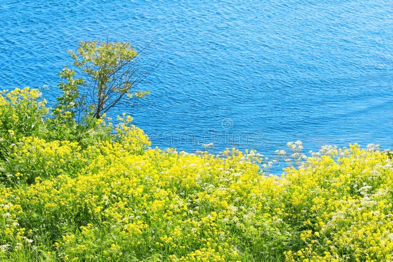 Orilla foto de archivo. Imagen de ondulado, flora, paisaje - 5428666