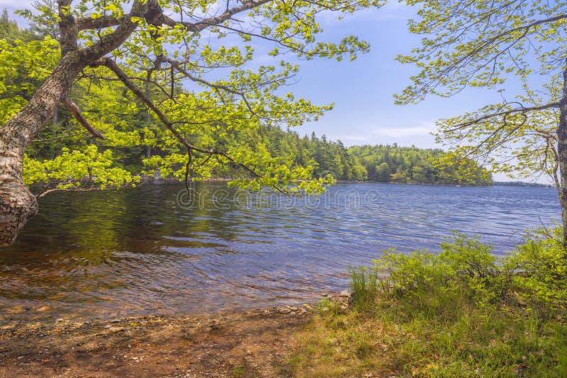 Orilla De Un Lago En Humedal En Verano Foto de archivo - Imagen de cubo ...