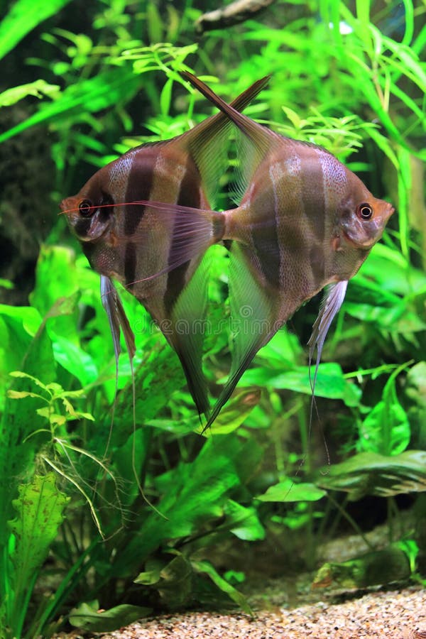 Orinoco Angelfishes Stock Photos - Free & Royalty-Free Stock Photos ...