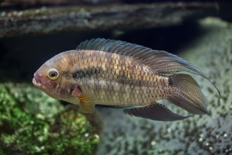 Fish Orinoco Peacock Bass, Cychla Ocellaris Stock Photo - Image of lake ...