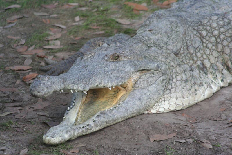 Orinoco Crocodile (Crocodylus Intermedius) Stock Photo - Image of water ...
