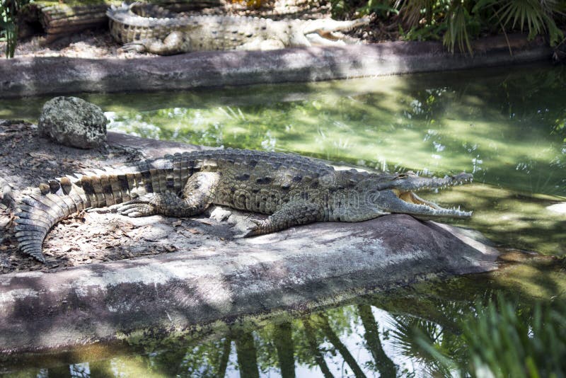 Orinoco Crocodile Resting stock image. Image of sharp - 81301489