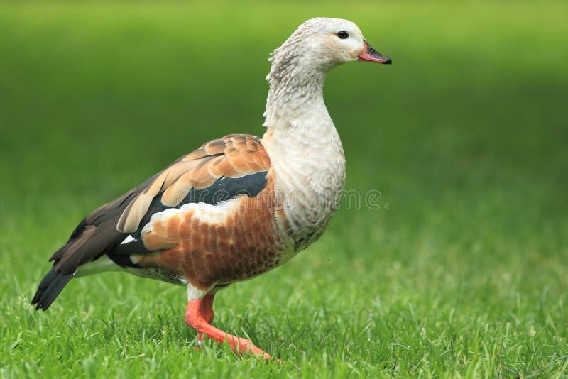Goose stock image. Image of hair, face, animal, goose - 74364137