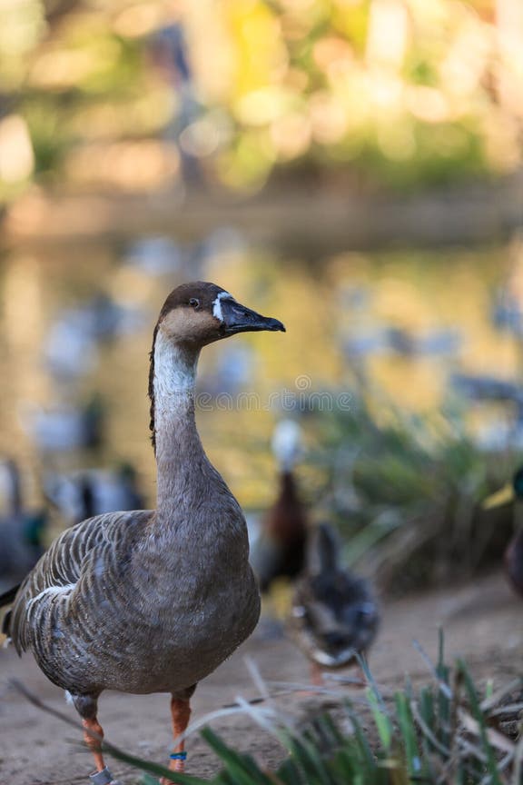 Orinoco Goose, Neochen Jubata Stock Photo - Image of walk, shelduck ...