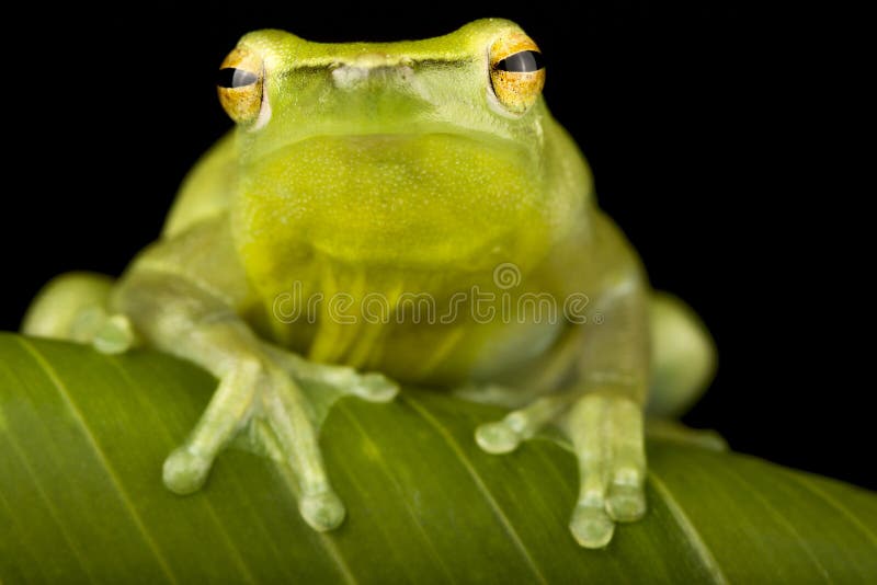 Orinoco Lime Treefrog Sphaenorhynchus Lacteus Stock Image - Image of sphaenorhynchus, greater ...