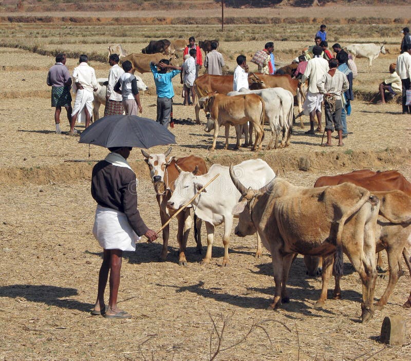 Orissa Tribal Rural Cattle Weekly Market Editorial Photo - Image of ...