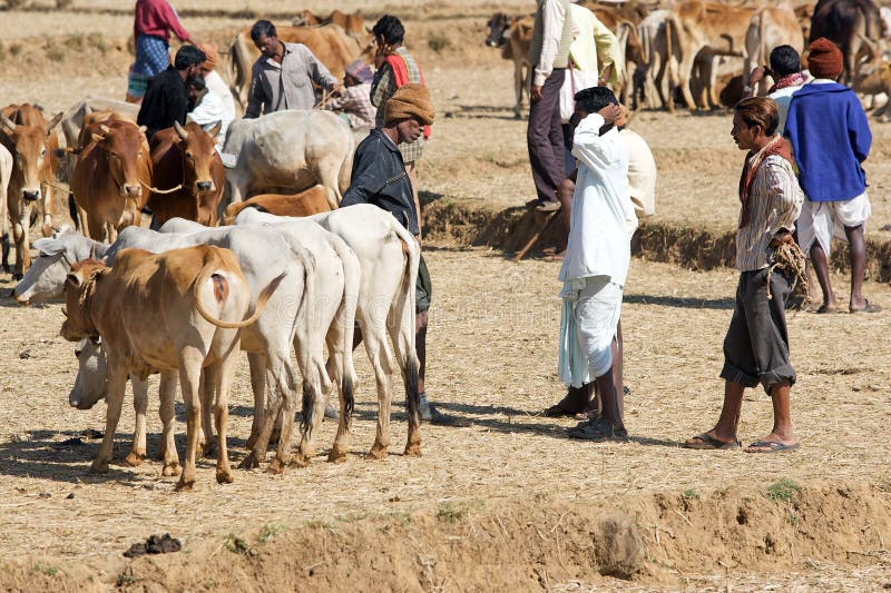 Orissa Tribal Rural Cattle Weekly Market Editorial Image - Image of ...