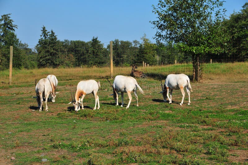 Orix stock image. Image of orix, wildlife, hunger, family - 10876485
