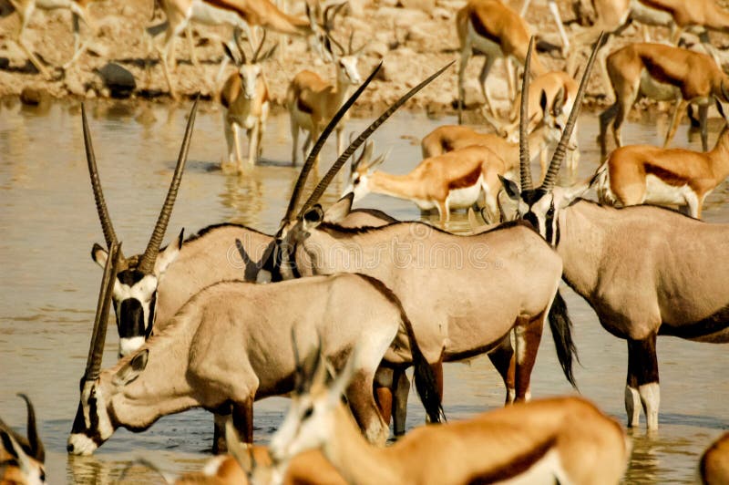 Orix foto de archivo. Imagen de safari, nafta, fauna - 46094726