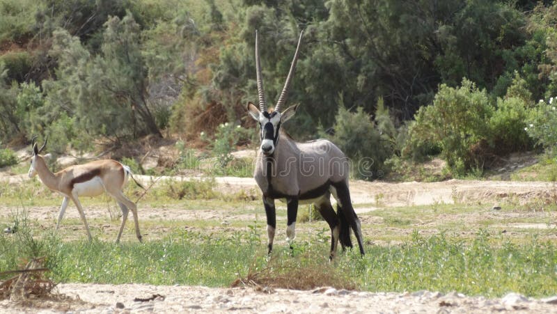 Orix stock photo. Image of antelope, namibia, safari - 46094726