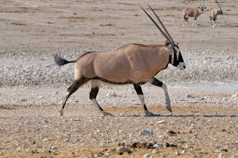 Orix (Gemsbok) running stock image. Image of mammal, nature - 29184067