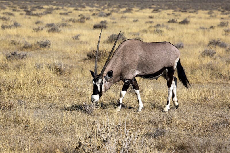Orix in Namibia stock photo. Image of ungulate, wild - 44586226