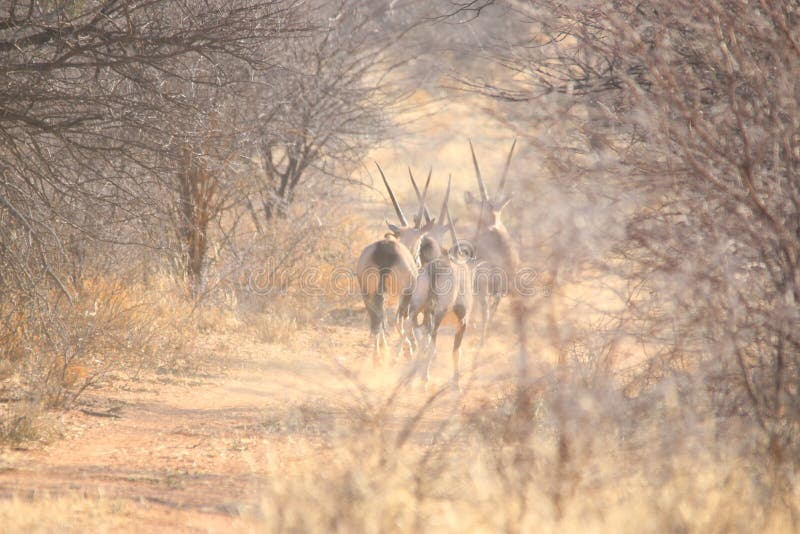 Orix stock photo. Image of orix, omaruru, namibia, farm - 45997902