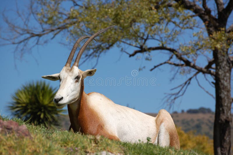Orix resting stock image. Image of orix, african, safari - 22559341