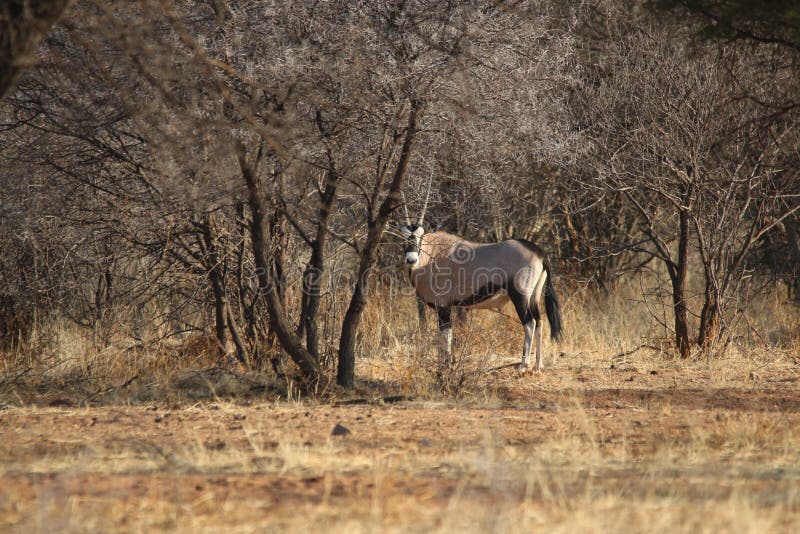Orix stock image. Image of farm, game, orix, namibia - 46010747