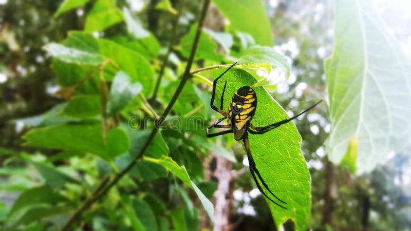 Ork Weaver Spider Stock Photos - Free & Royalty-Free Stock Photos from ...