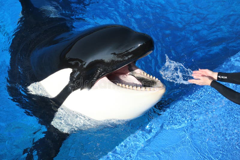 Het zwemmen van de orka stock foto. Image of bellen, intelligent - 24347300