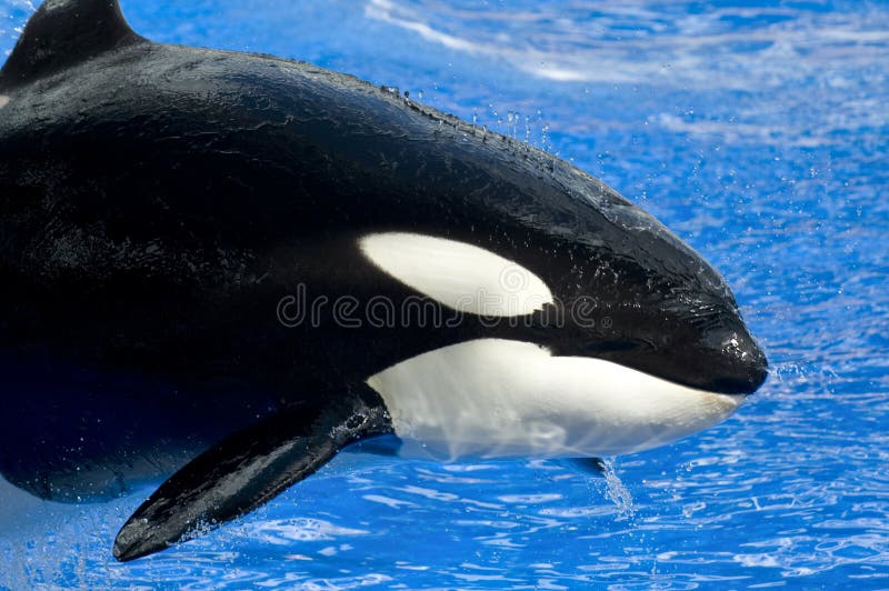Van De Orka (orka) Onderwater Zwemmen Stock Foto - Image of sociaal ...