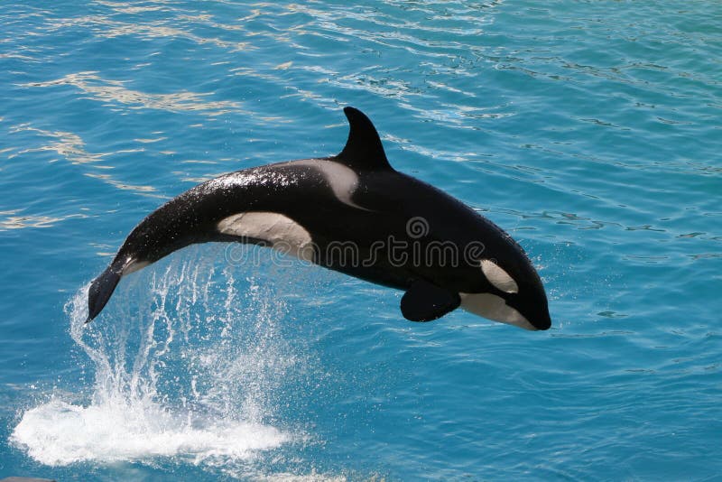 Orka #4 stock foto. Image of roofdier, wild, water, zoogdier - 2941372