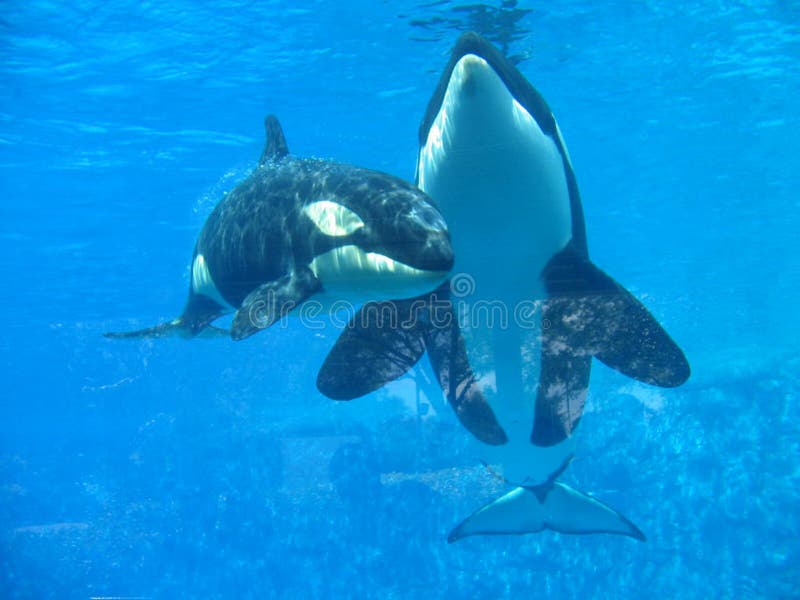 Orka Die Uit Van Water Springen (Orcinus-orka) Stock Foto - Image of ...