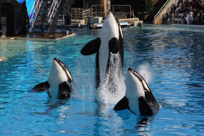 Orka (Orcinus-orka) redactionele foto. Image of overzees - 32270336