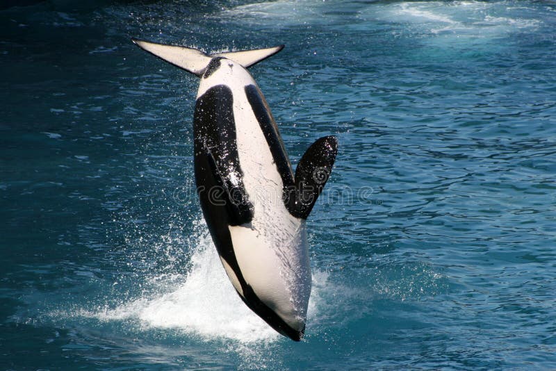 Orka #4 stock foto. Image of roofdier, wild, water, zoogdier - 2941372