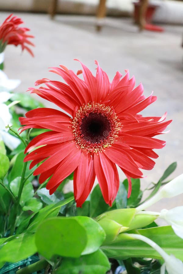 Orkaid flowers stock image. Image of color, orkaid, orkide - 123842913