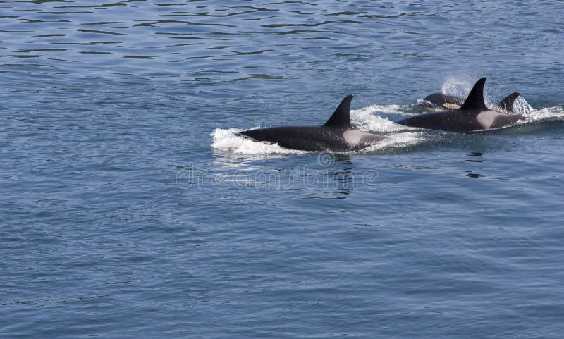 Trzy Orki zdjęcie stock. Obraz złożonej z delfin, wyspy - 5921114