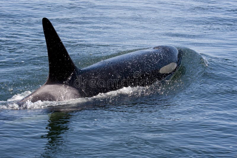 1,093 Orki Zdjęcia - Bezpłatne i z licenncją Royalty-Free Zdjęcia od ...