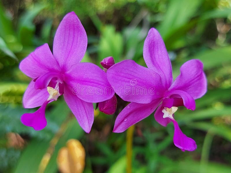 Orkid stock image. Image of orkid, purple, beautiful - 213214397