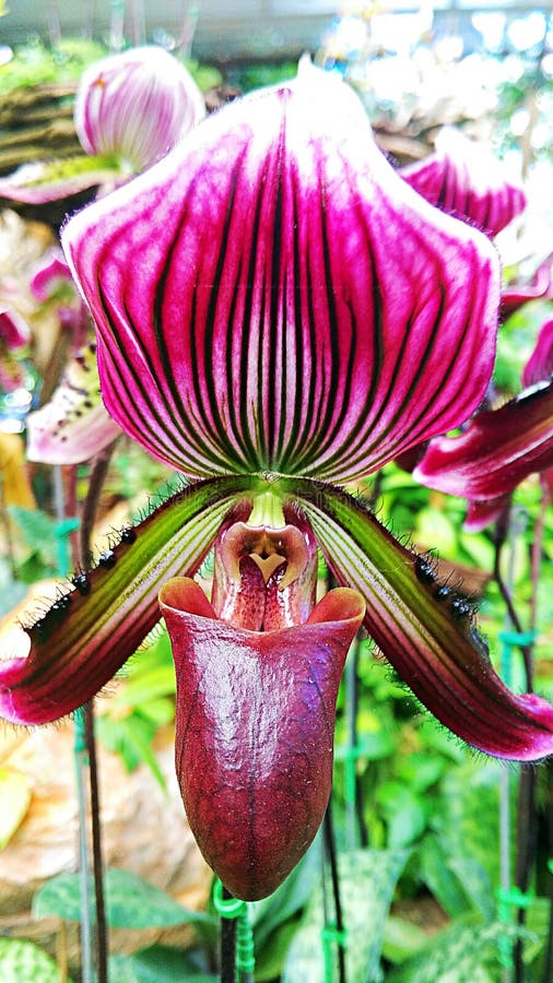 176 Orkid Stock Photos - Free & Royalty-Free Stock Photos from Dreamstime