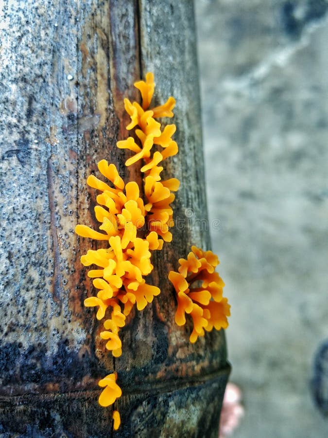 Orkit stock image. Image of cute, bamboo, orrange, nature - 78130893