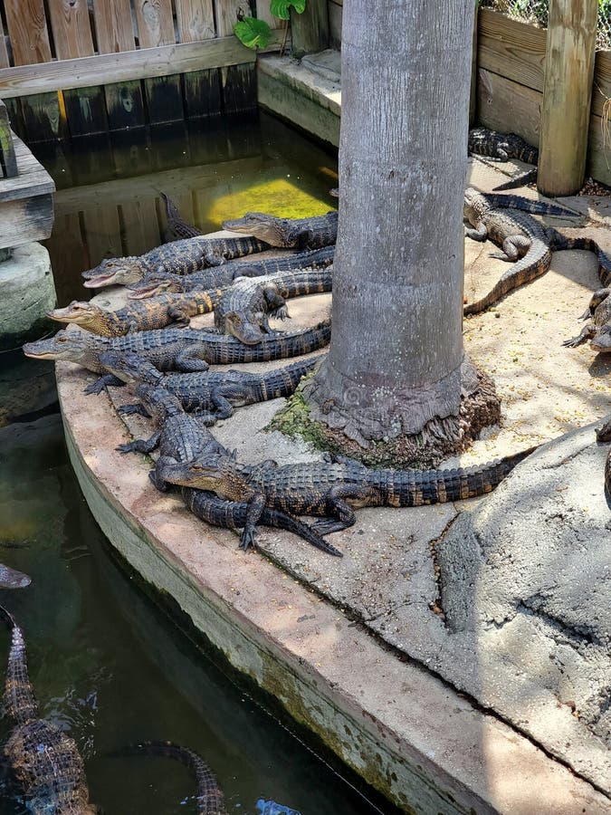 Orlando Alligator Attraction Tourist Stock Photo - Image of orlando ...