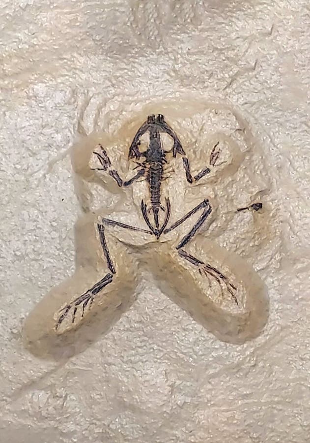 Frog on Science Books stock image. Image of small, biology - 26533389