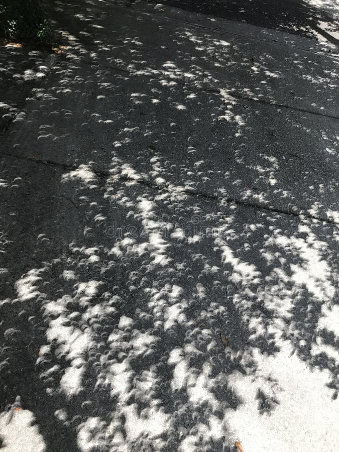ORLANDO, UNITED STATES - Aug 21, 2017: Eclipse through the Trees 1 ...