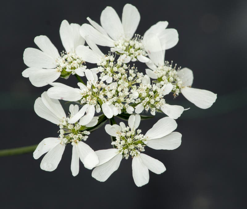 106 Orlaya Flower Stock Photos - Free & Royalty-Free Stock Photos from ...