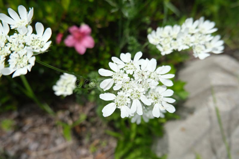 Orlaya White Lace flowers stock photo. Image of plant - 285985924