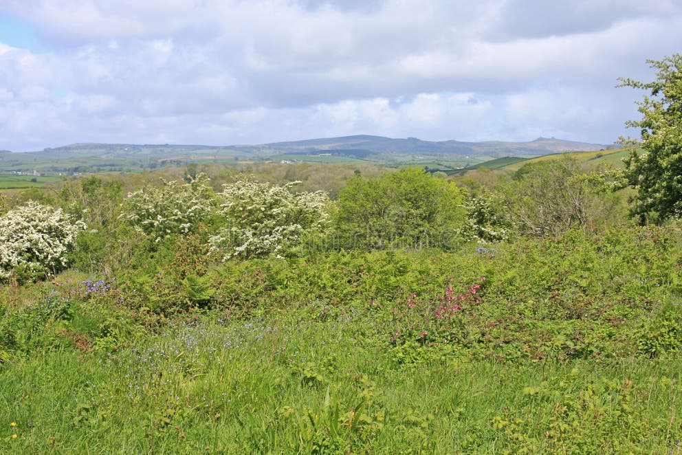 Orley Common, Devon stock photo. Image of landscape, wild - 96860362