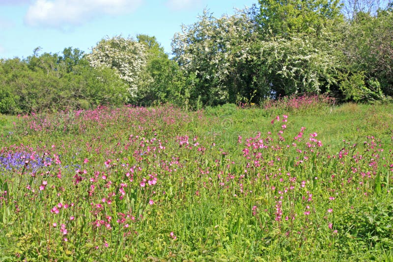 Orley Common, Devon stock photo. Image of landscape, field - 94385598