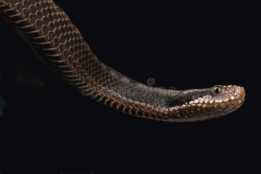 Orlov S Viper (Vipera Orlovi) Stock Image - Image of orlovi, wildlife ...