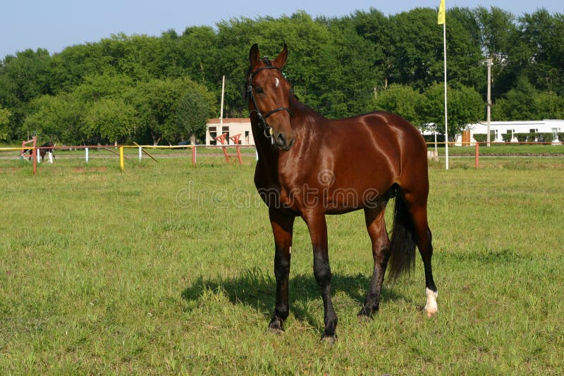 Horse Standing On Two Legs - Free Photo from StockFreeImages