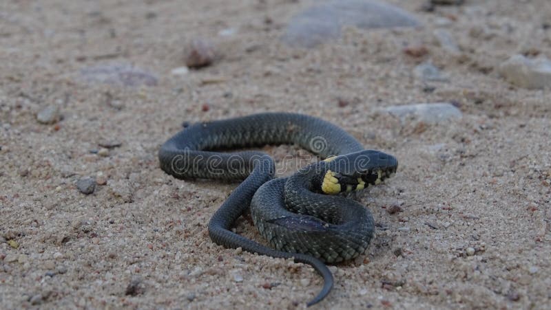 Orm fotografering för bildbyråer. Bild av öga, jordning - 101397595
