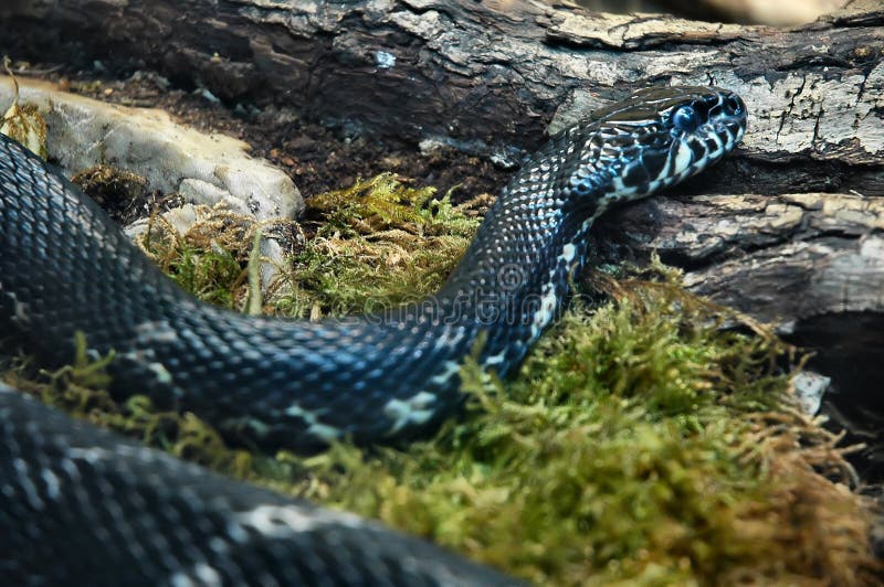 Orm arkivfoto. Bild av gift, jakt, huggorm, svart, tyst - 192432