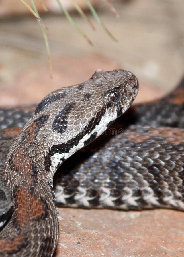 Venom Gratis Bilder & Bilder, Venom Royaltyfri och Allmän Egendom ...