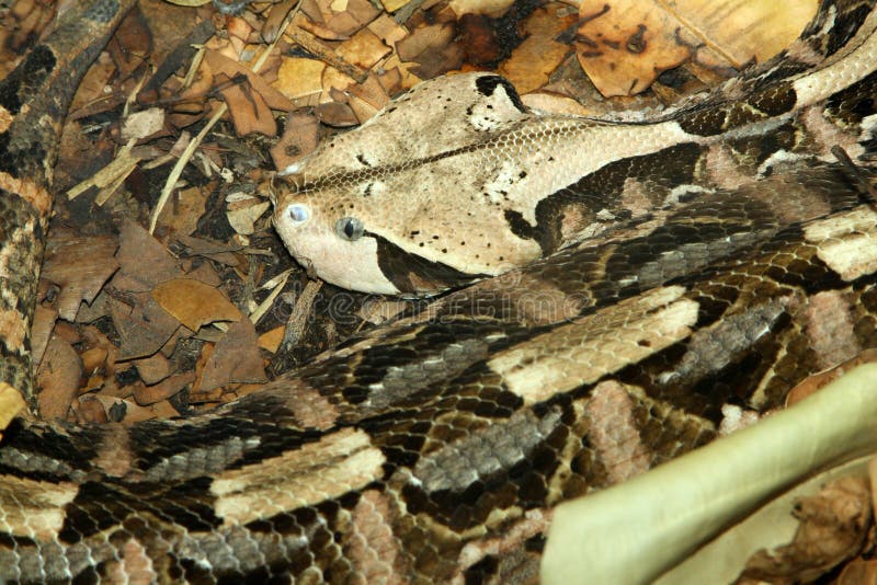 Orm arkivfoto. Bild av kamouflage, bushmaster, stänga - 24496772