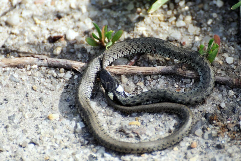 Orm fotografering för bildbyråer. Bild av husdjur, svart - 54904967