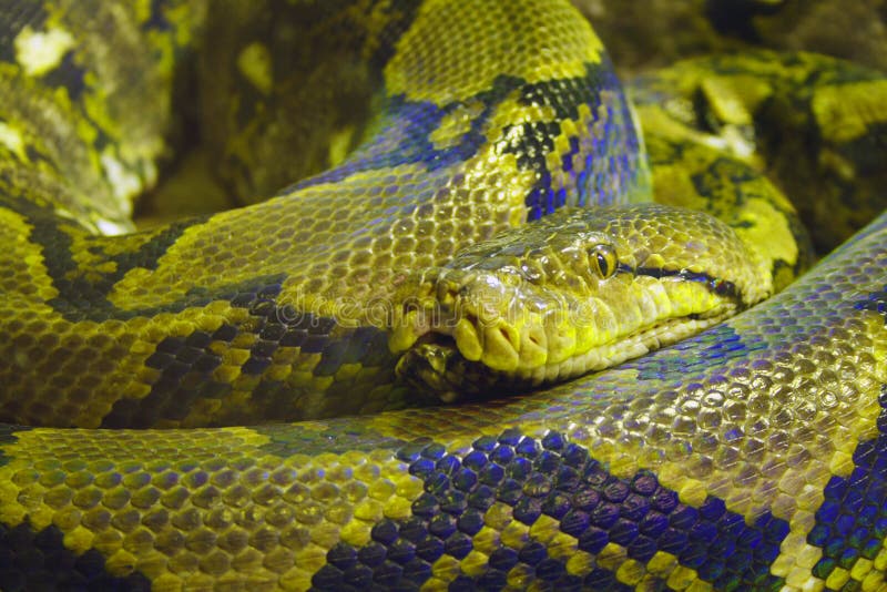 Gul orm arkivfoto. Bild av posera, fiende, pytonorm, sova - 1427088
