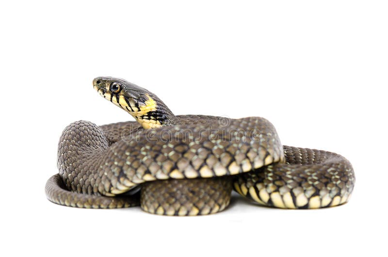 Orm fotografering för bildbyråer. Bild av längd, skräp - 55550587