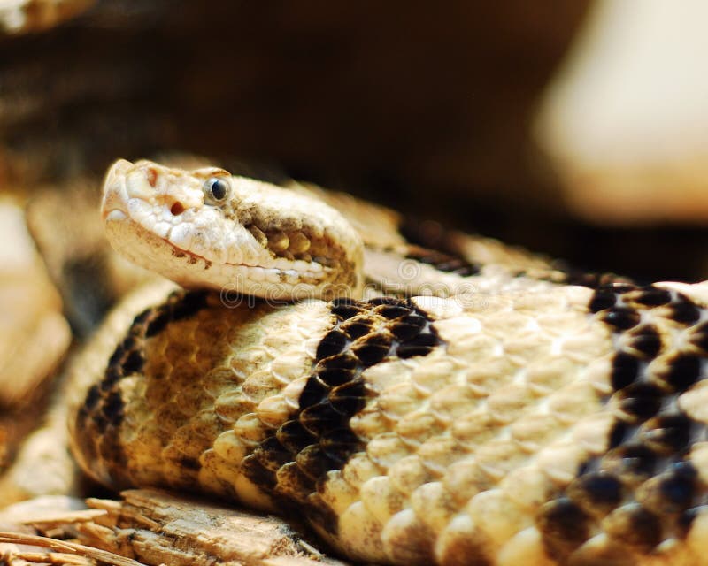 Orm Bild. Bild: 6638975